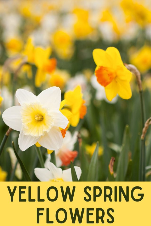 11 Yellow Spring Flowers To Make Your Garden Pop