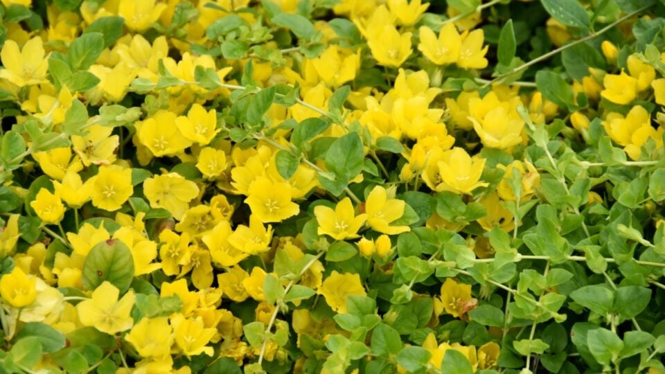 15 Floating Plants That Look Magical In A Container