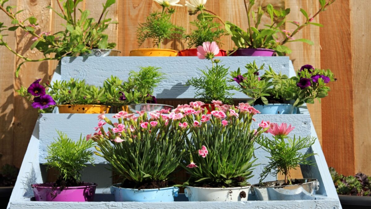 12 Flowers Perfect For Compact Spaces And Small Garden Beds