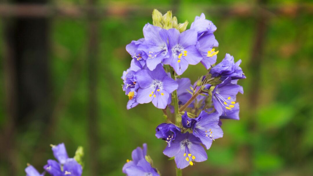10 Pretty Purple Shade Perennials Every Garden Needs