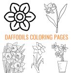 Free Printable Daffodils Coloring Pages