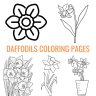 Free Printable Daffodils Coloring Pages