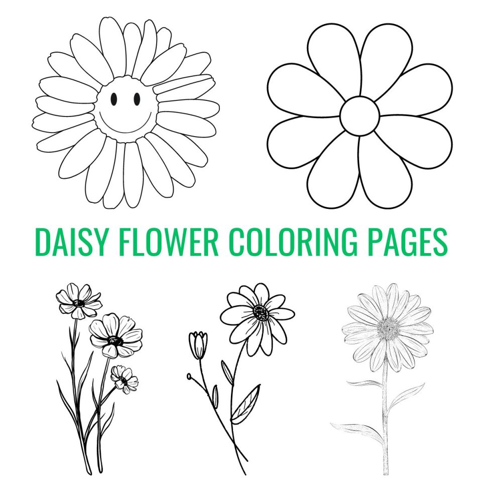 Free Daisy Flower Coloring Pages