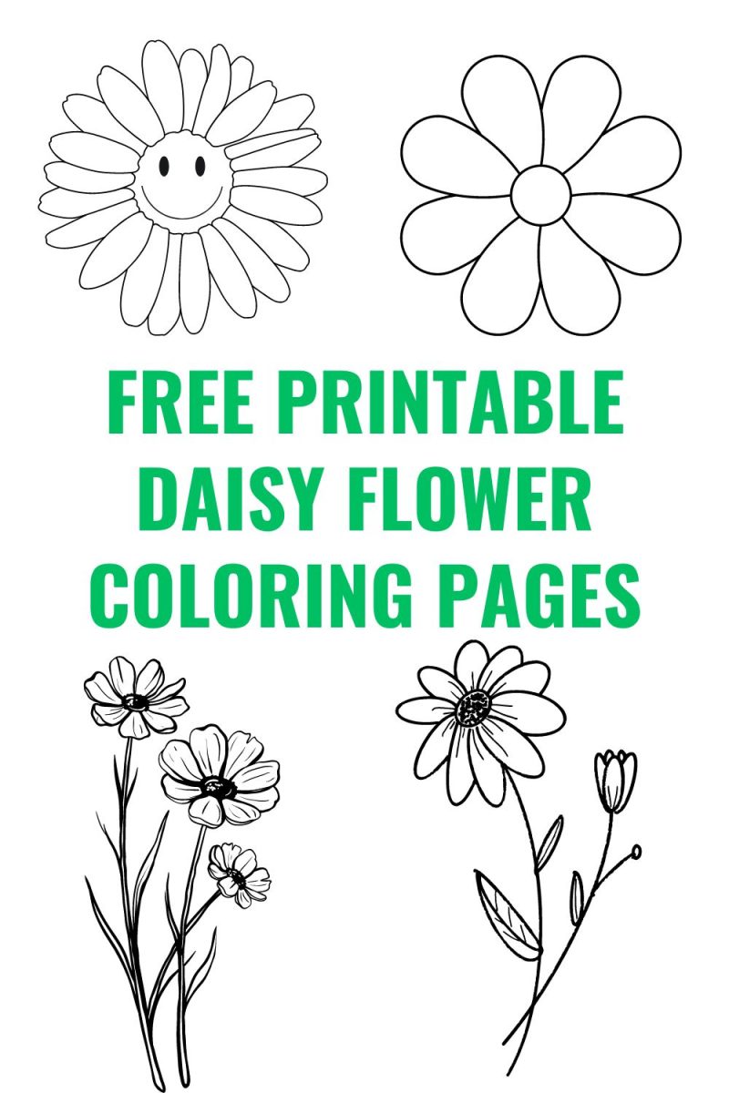 Free Daisy Flower Coloring Pages