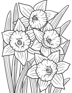 Free Printable Daffodils Coloring Pages