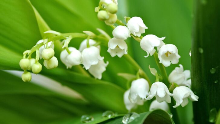 12 Pristine White Shade Perennials For Low Light Gardens