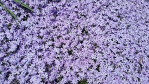 10 Pretty Purple Shade Perennials Every Garden Needs