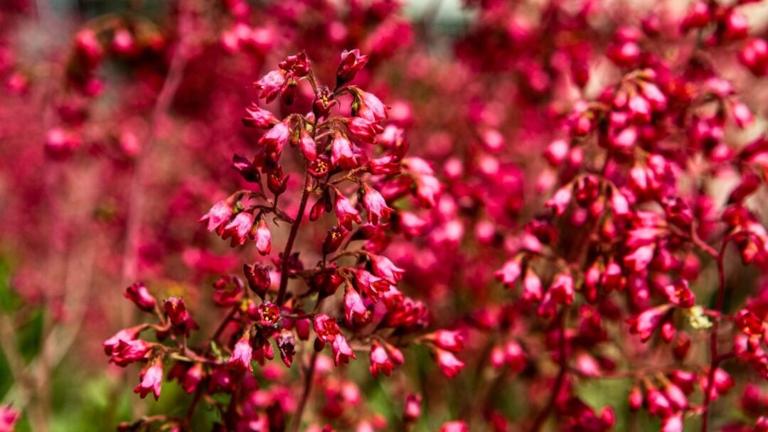 Eye-Catching Red Shade Perennials For Your Low Light Garden