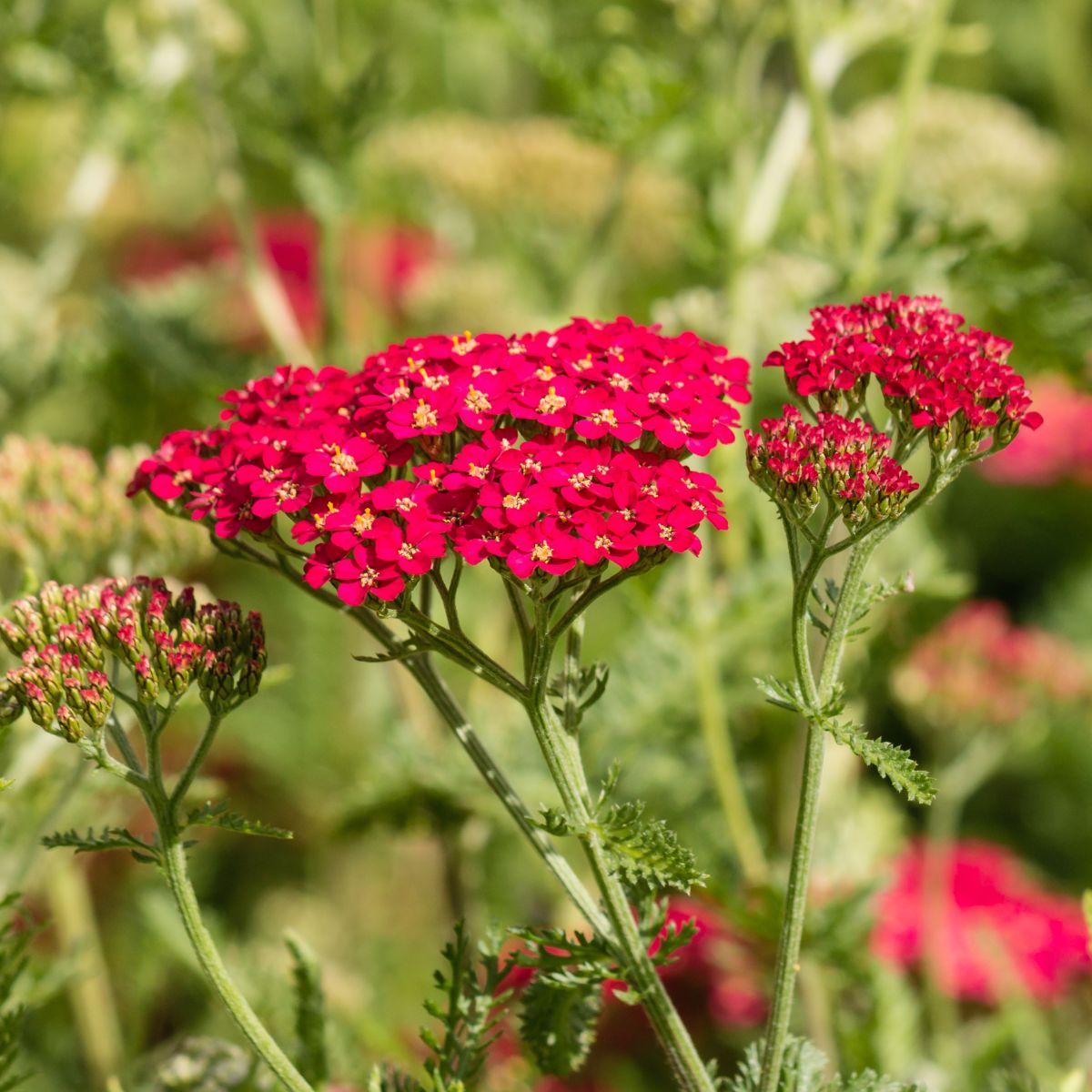 5 Red Shade Perennials For Your Low Light Garden