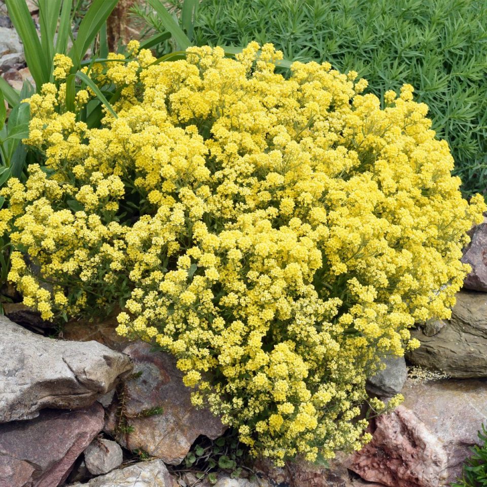 7 Low Maintenance Ground Cover Ideas For A Beautiful Landscape