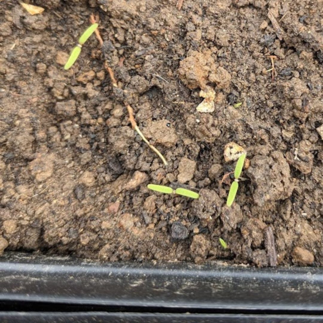 20 Best Cherry Tomatoes To Grow In Your Garden