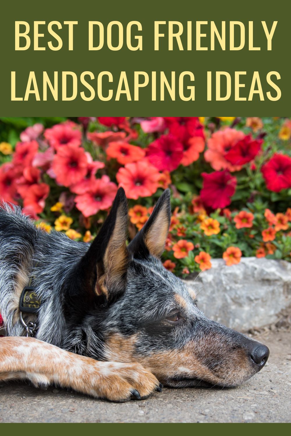 Best Dog Friendly Landscaping Ideas For Your Backyard