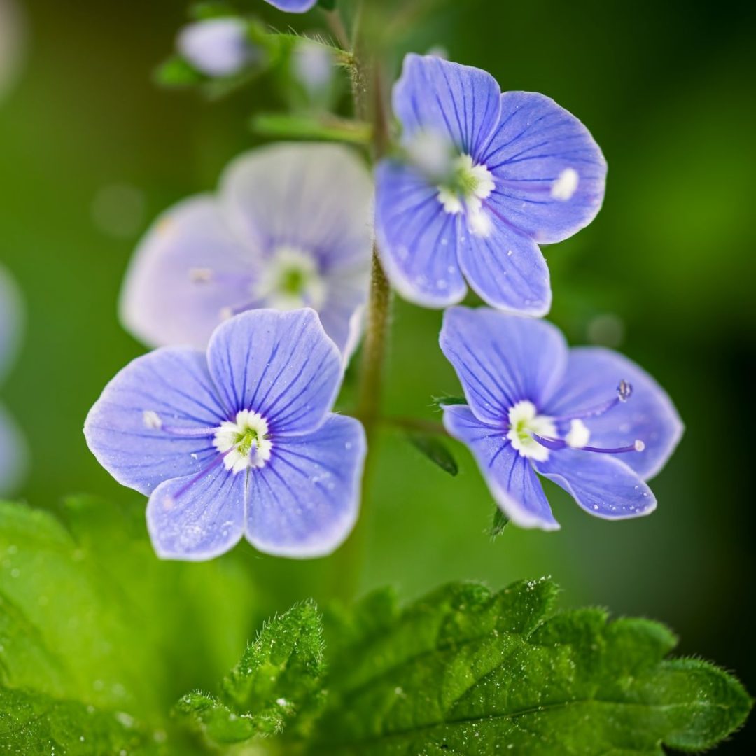 7 Low Maintenance Ground Cover Ideas For A Beautiful Landscape