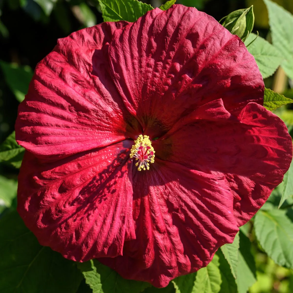 Landscaping With Hibiscus For A Unique Tropical Look