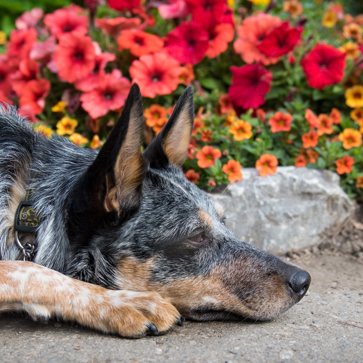 Best Dog Friendly Landscaping Ideas For Your Backyard