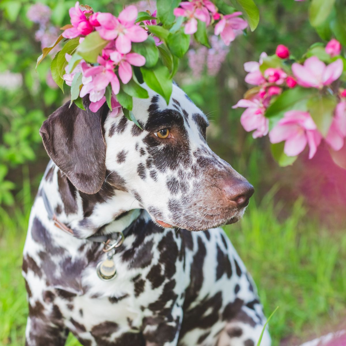 Best Dog Friendly Landscaping Ideas For Your Backyard