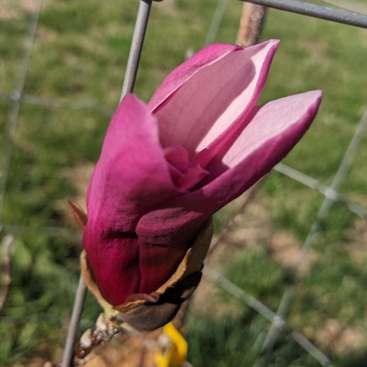 How To Plant A Jane Magnolia Tree For Stunning Spring Blooms