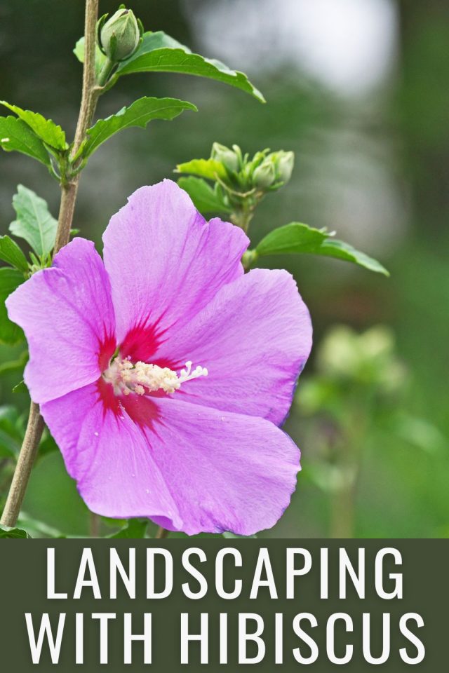 Landscaping With Hibiscus - Ideas For A Stunning Tropical Garden