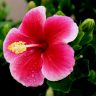 Landscaping With Hibiscus - Ideas For A Stunning Tropical Garden