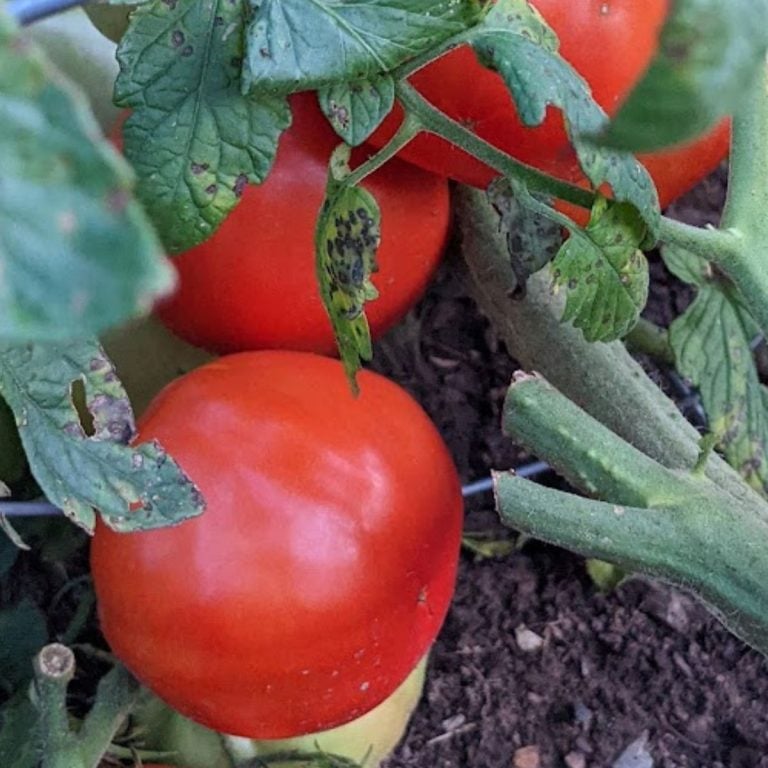 What Is The Best Soil Mix For Tomatoes?
