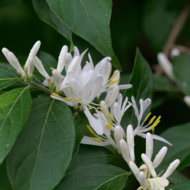 10 Worst Invasive Plants In Maryland Gardens (And 20 Great Native ...