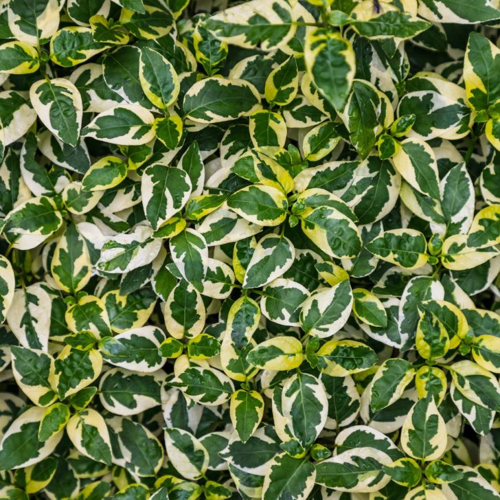 10 Worst Invasive Plants In Maryland Gardens (And 20 Great Native ...