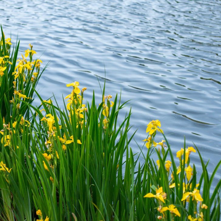 10 Worst Invasive Plants In Maryland Gardens (And 20 Great Native ...