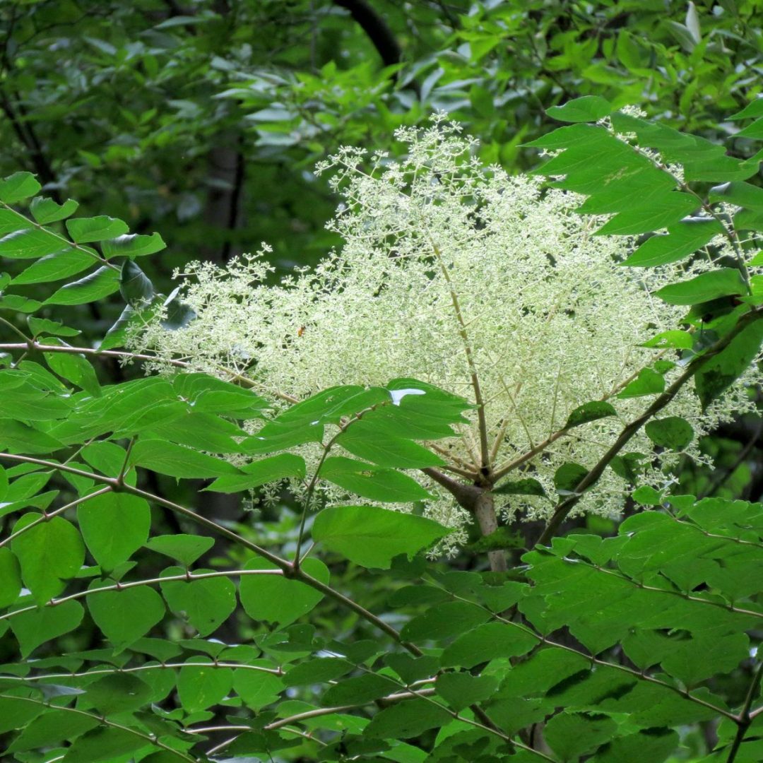 10 Worst Invasive Plants In Maryland Gardens (And 20 Great Native ...