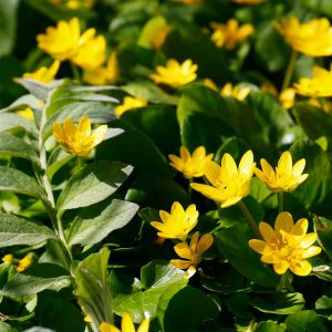 10 Worst Invasive Plants In Maryland Gardens (And 20 Great Native ...