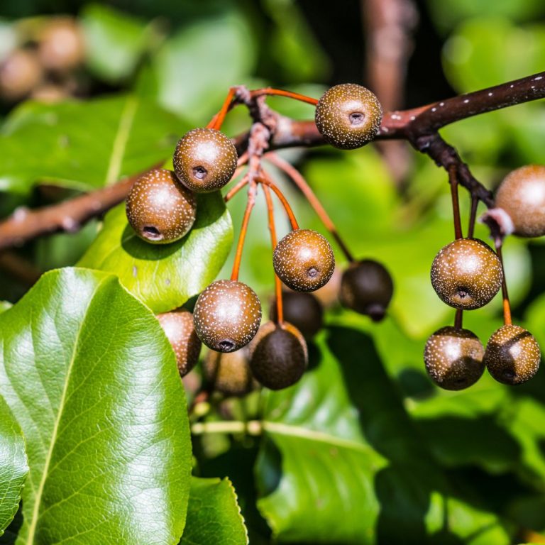 10 Worst Invasive Plants In Maryland Gardens (And 20 Great Native ...
