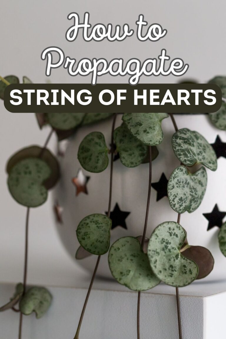 How To Propagate String Of Hearts - 3 Easy Methods To Try