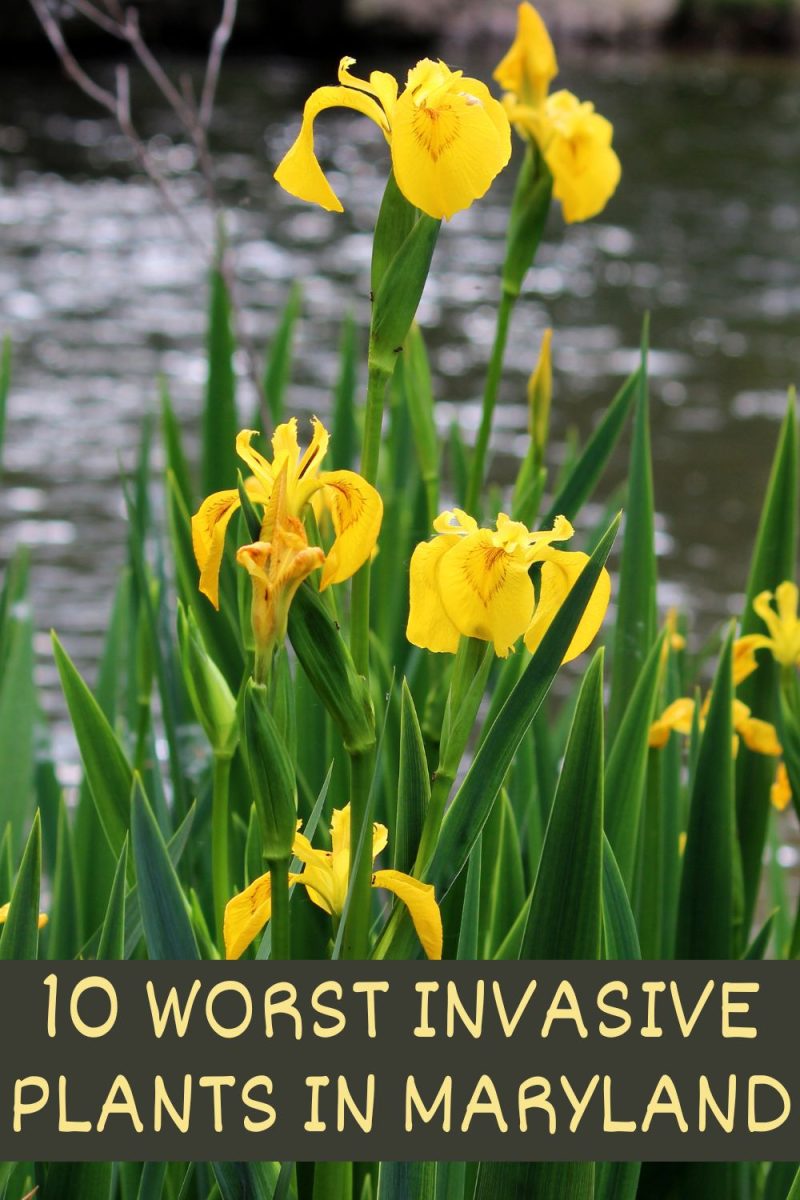 10 Worst Invasive Plants In Maryland Gardens (And 20 Great Native ...