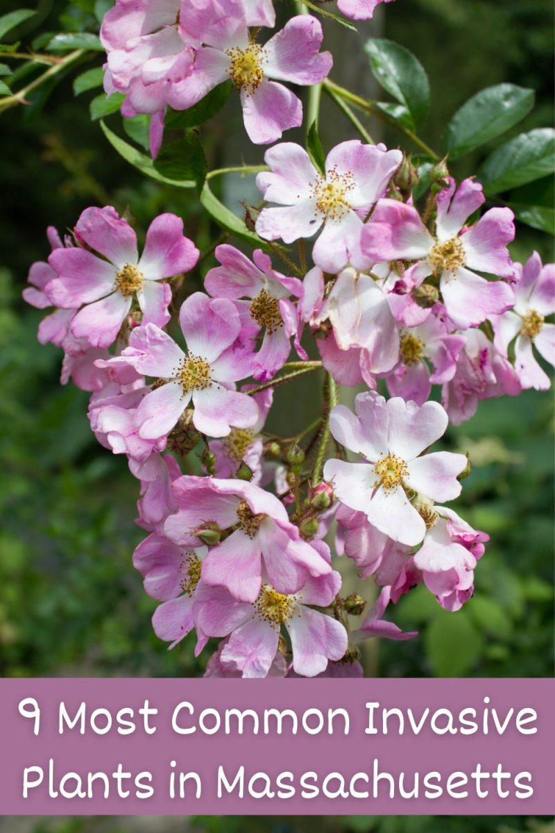 9 Most Common Invasive Plants In Massachusetts (And 18 Native Alternatives)
