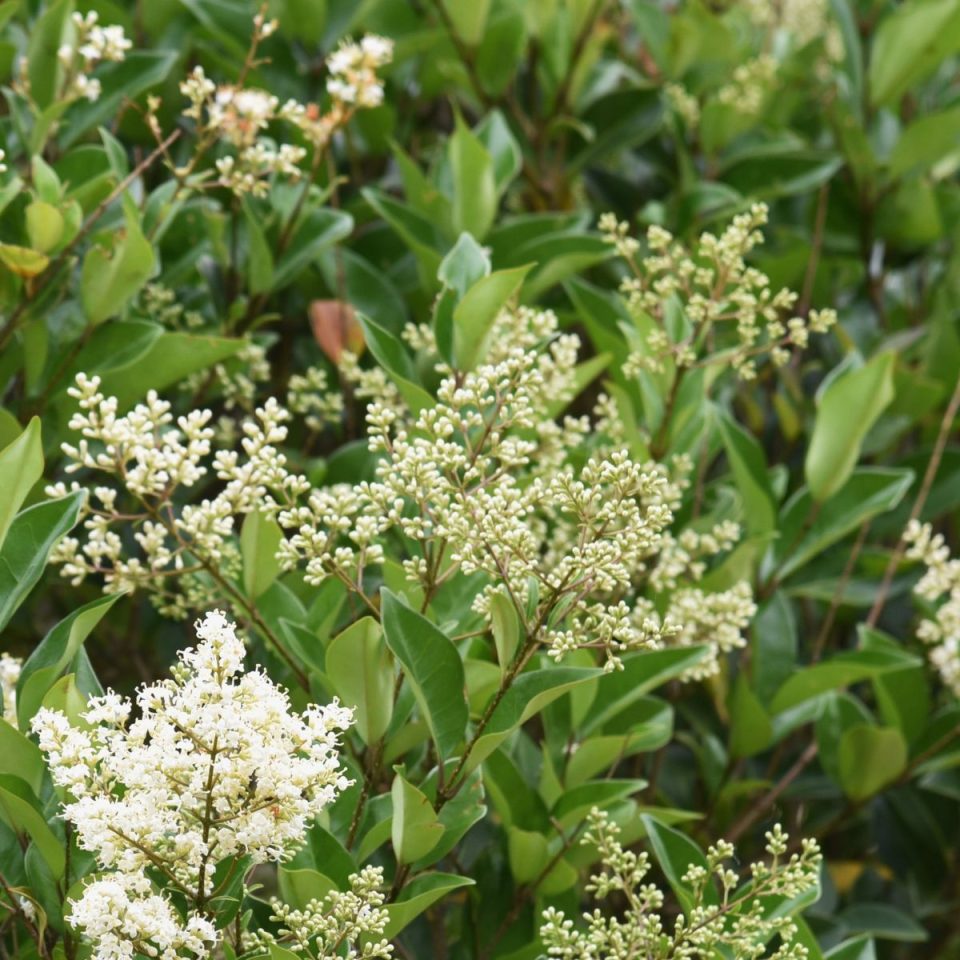 10 Worst Invasive Plants In Maryland Gardens (And 20 Great Native ...