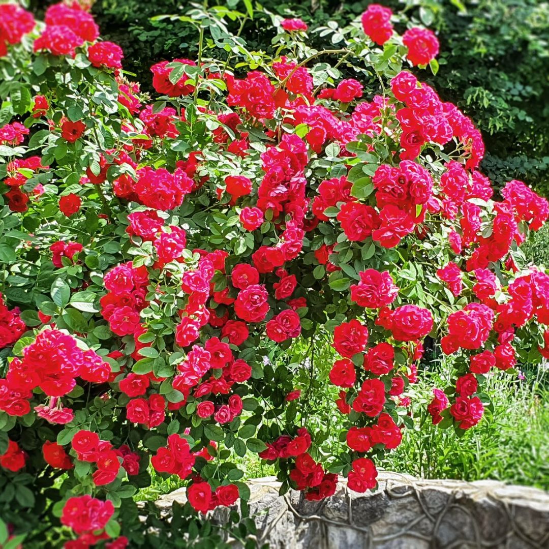 The Most Fragrant Roses To Plant In Your Garden