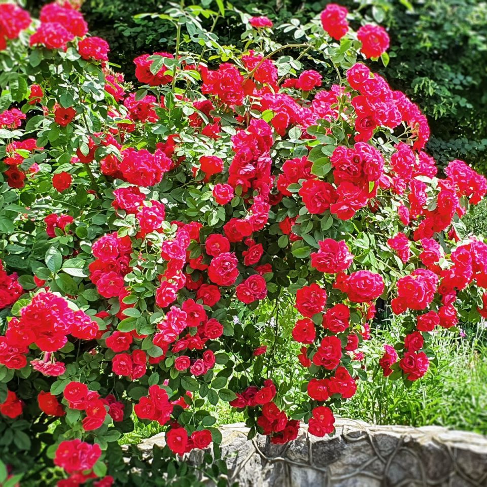 The Most Fragrant Roses To Plant In Your Garden