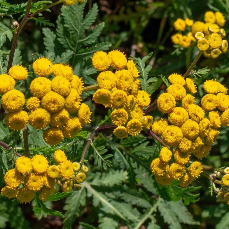8 Most Common Invasive Plants In Minnesota (And 16 Beautiful Native ...