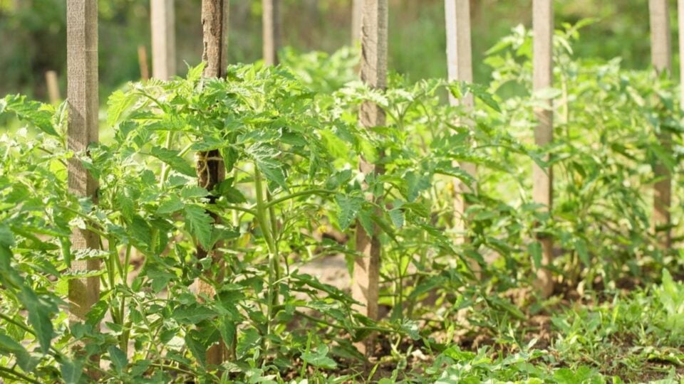 The Best Way To Stake Tomato Plants: Practical Tips From Experienced ...