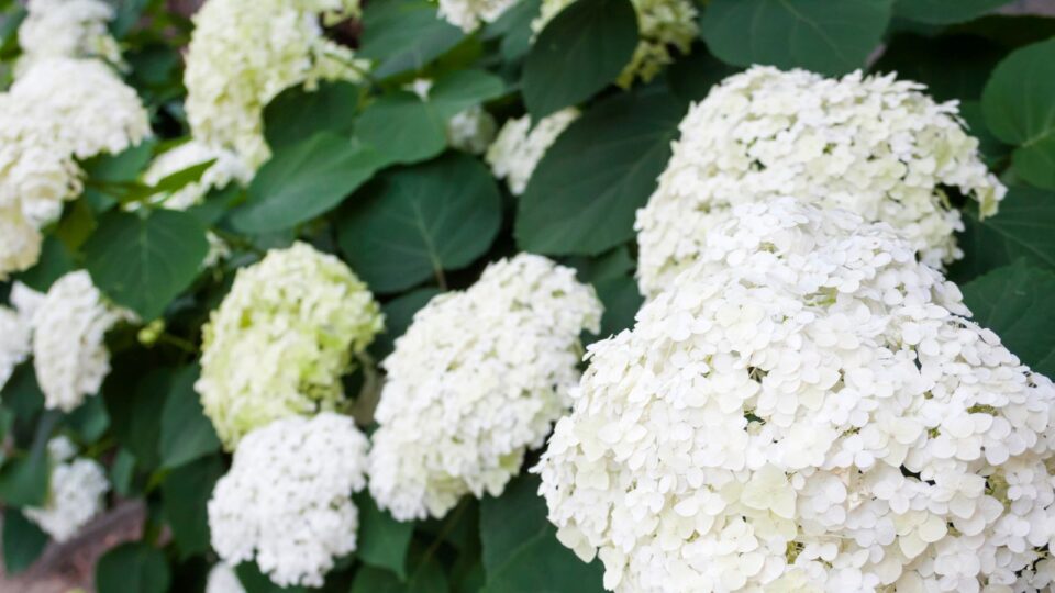 The Complete Guide To Growing Stunning Annabelle Hydrangea Flowers