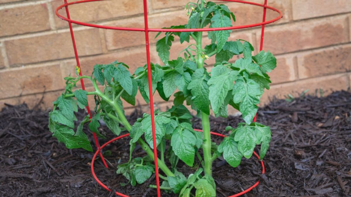 The Best Way To Stake Tomato Plants: Practical Tips From Experienced ...