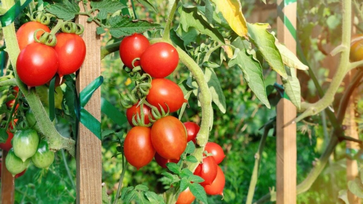 11 Secret Tricks For Growing The Best‑Tasting Tomatoes Ever