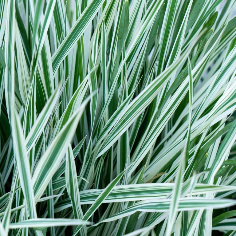 12 High-Threat Invasive Plants In Michigan (And 24 To Grow Instead)