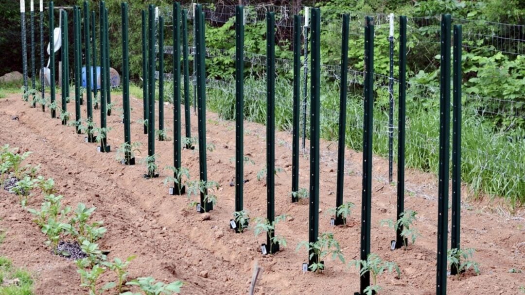 The Best Way To Stake Tomato Plants: Practical Tips From Experienced ...