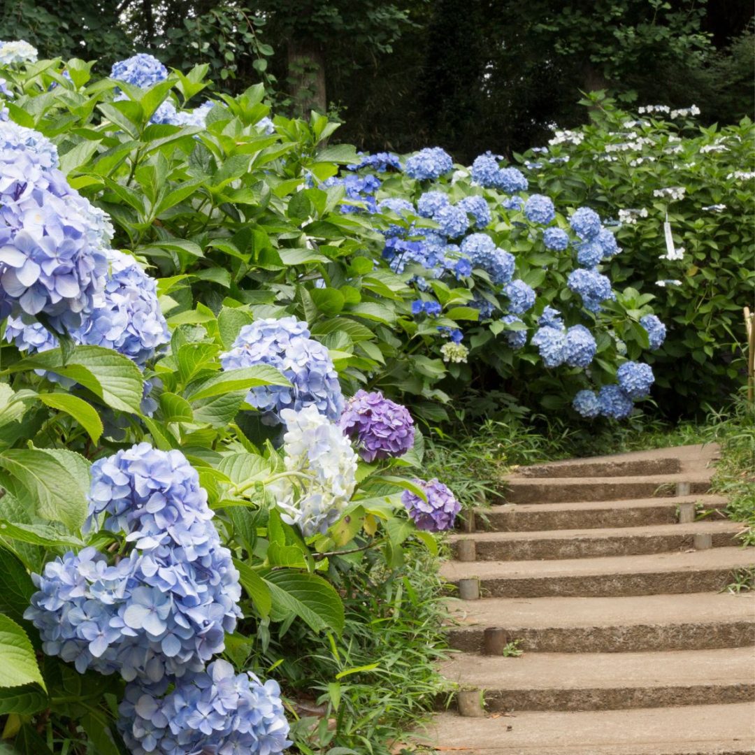 17 Incredible Ideas For Landscaping With Hydrangeas In Front Of The House