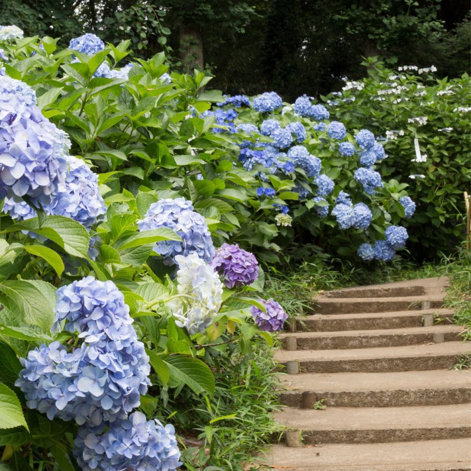 17 Incredible Ideas For Landscaping With Hydrangeas In Front Of The House