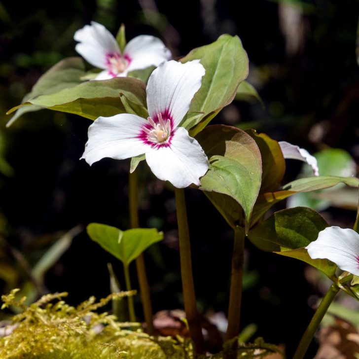 New Hampshire Native Plants List: 10 Beautiful Flowering Plants