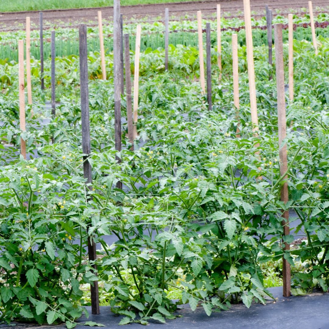 The Best Way To Stake Tomato Plants: 7 Practical Tips From Experienced ...