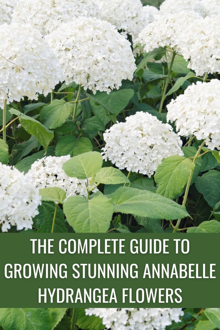 The Complete Guide To Growing Stunning Annabelle Hydrangea Flowers