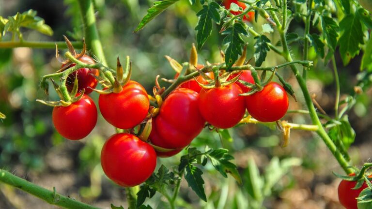 5 Earliest Ripening Tomato Varieties For Quick Tasty Harvests