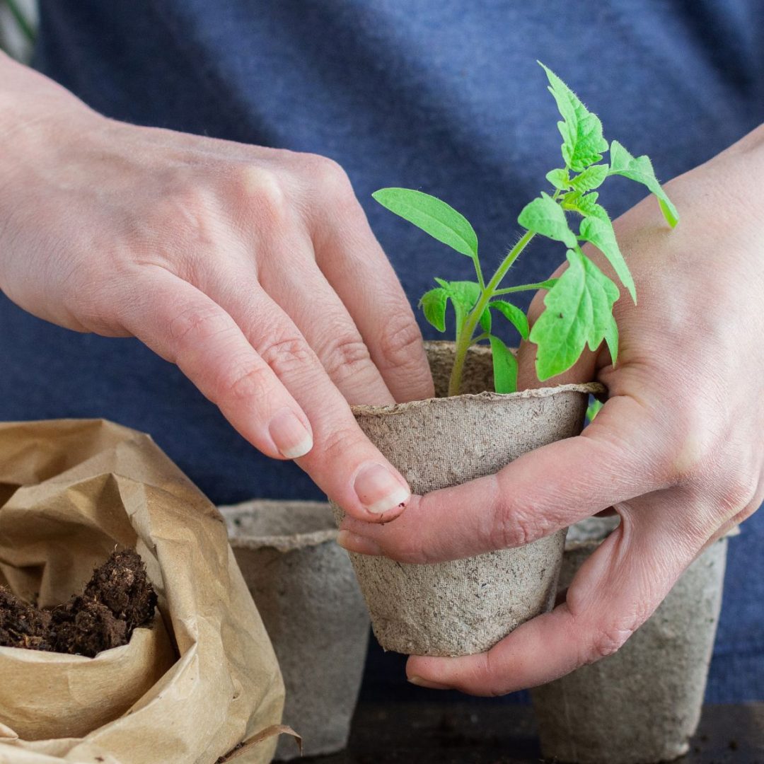How To Save A Dying Tomato Plant